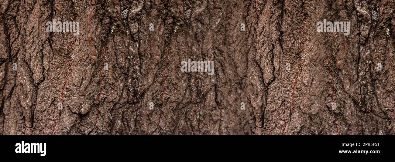 Texture of tree bark as background, closeup view. Banner design Stock ...