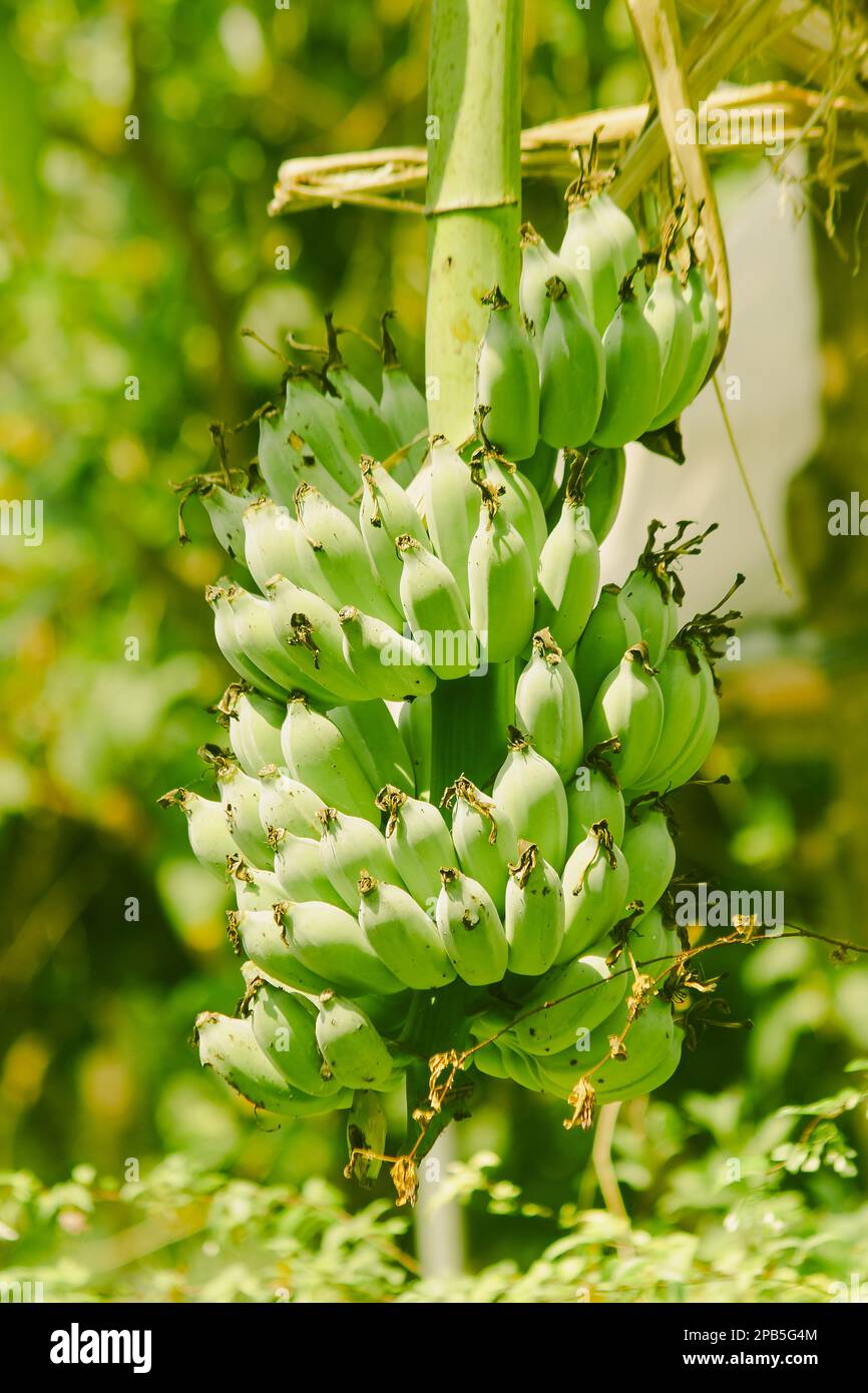 cultivated green banana, Klui Namwa, with green peel, easy to grow ...