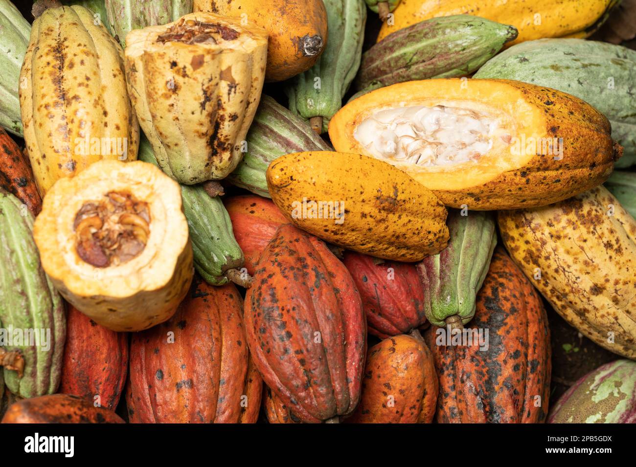 Bright fresh cacao pods background. Pattern of green and yellow pile ...