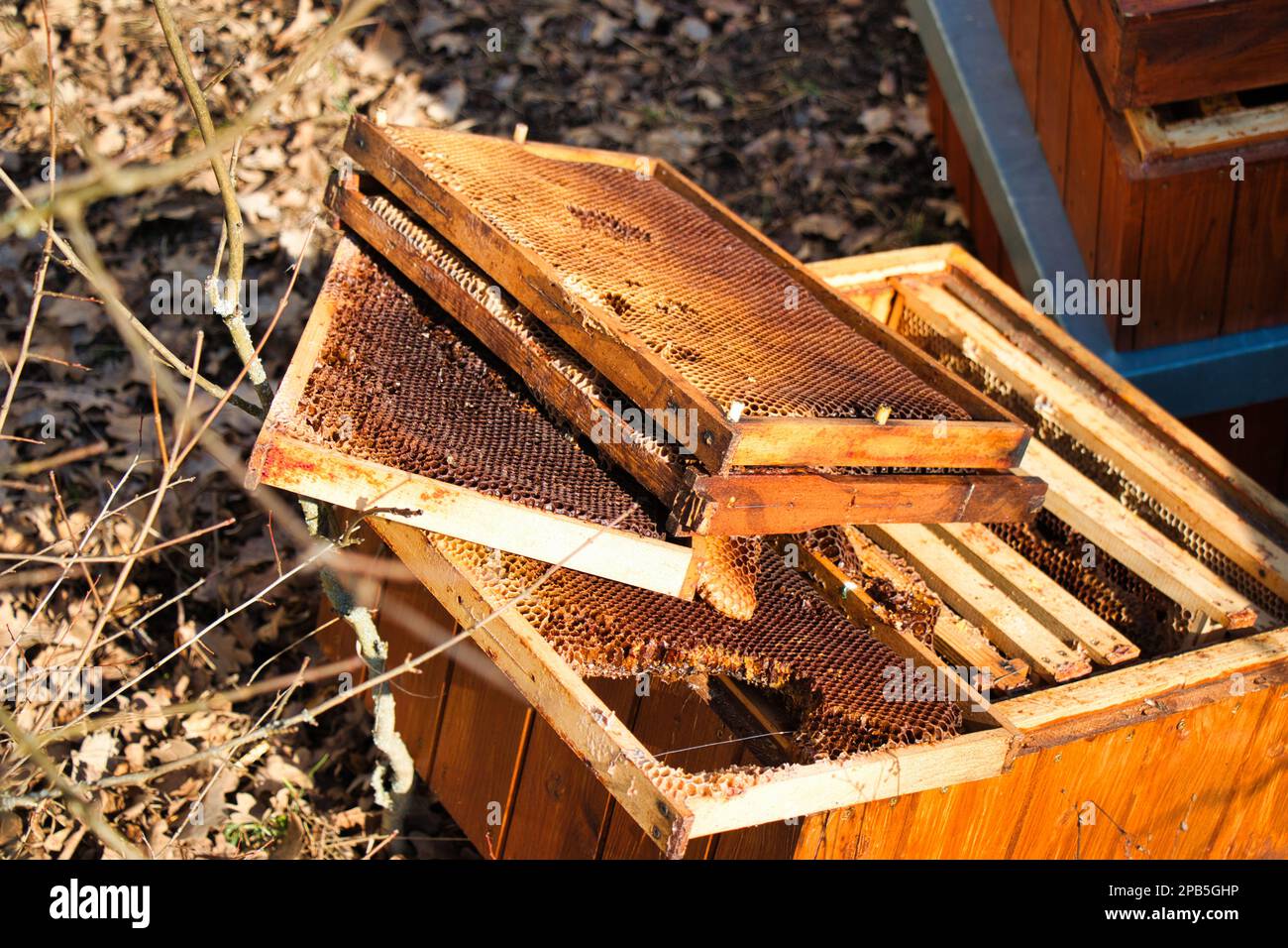 Damaged bee hive hidden in a park in winter sunny day. Czech Republic ...