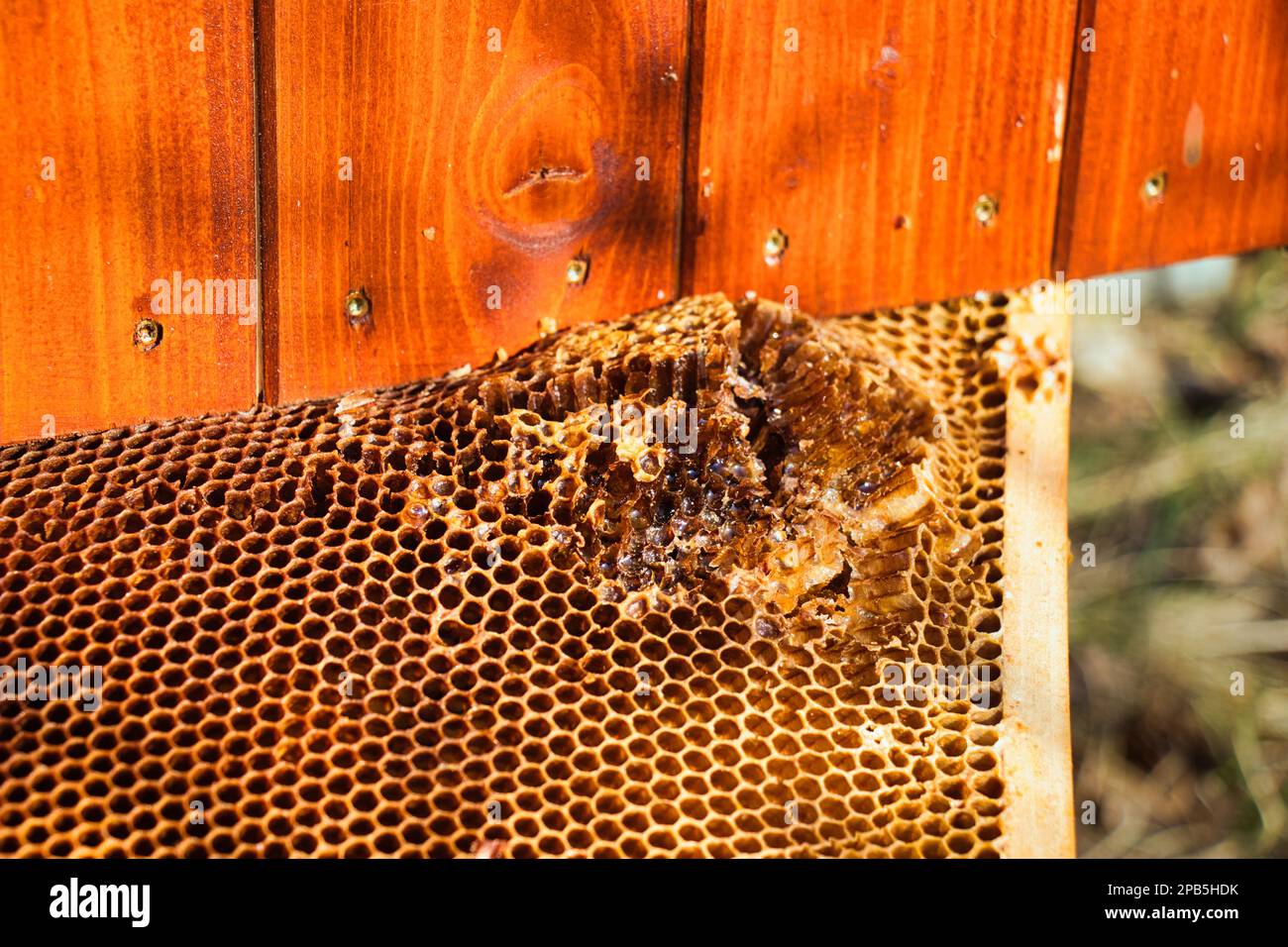 Damaged bee hive hidden in a park in winter sunny day. Czech Republic ...