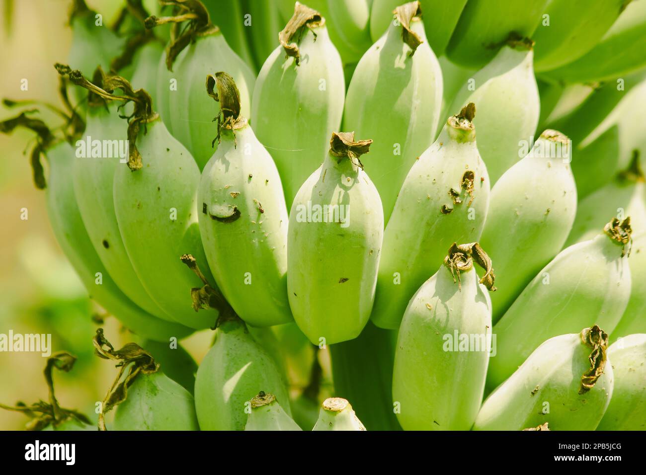 cultivated green banana, Klui Namwa, with green peel, easy to grow ...