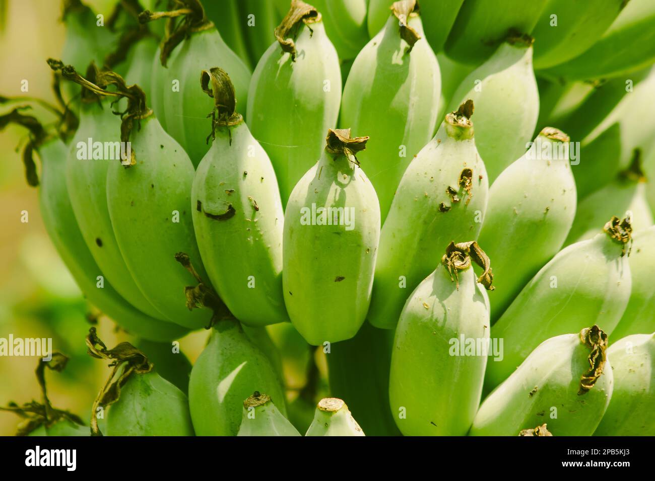 cultivated green banana, Klui Namwa, with green peel, easy to grow ...