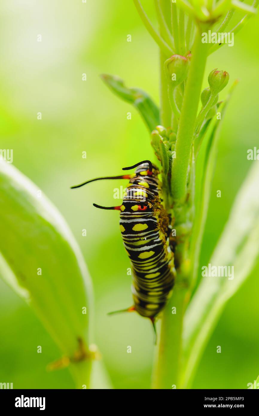 Caterpillar on a tree. Caterpillar on a flower. Caterpillar on a leaf ...
