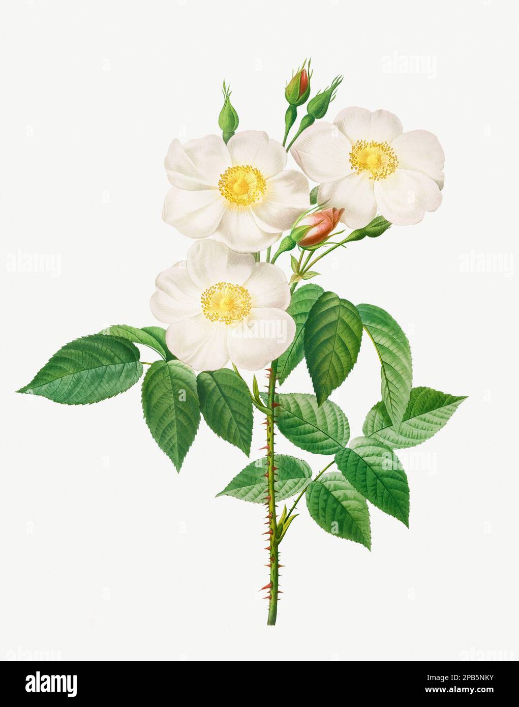 Rosa Damascena Subalba. Rose flower illustration. Antique Botanical art ...