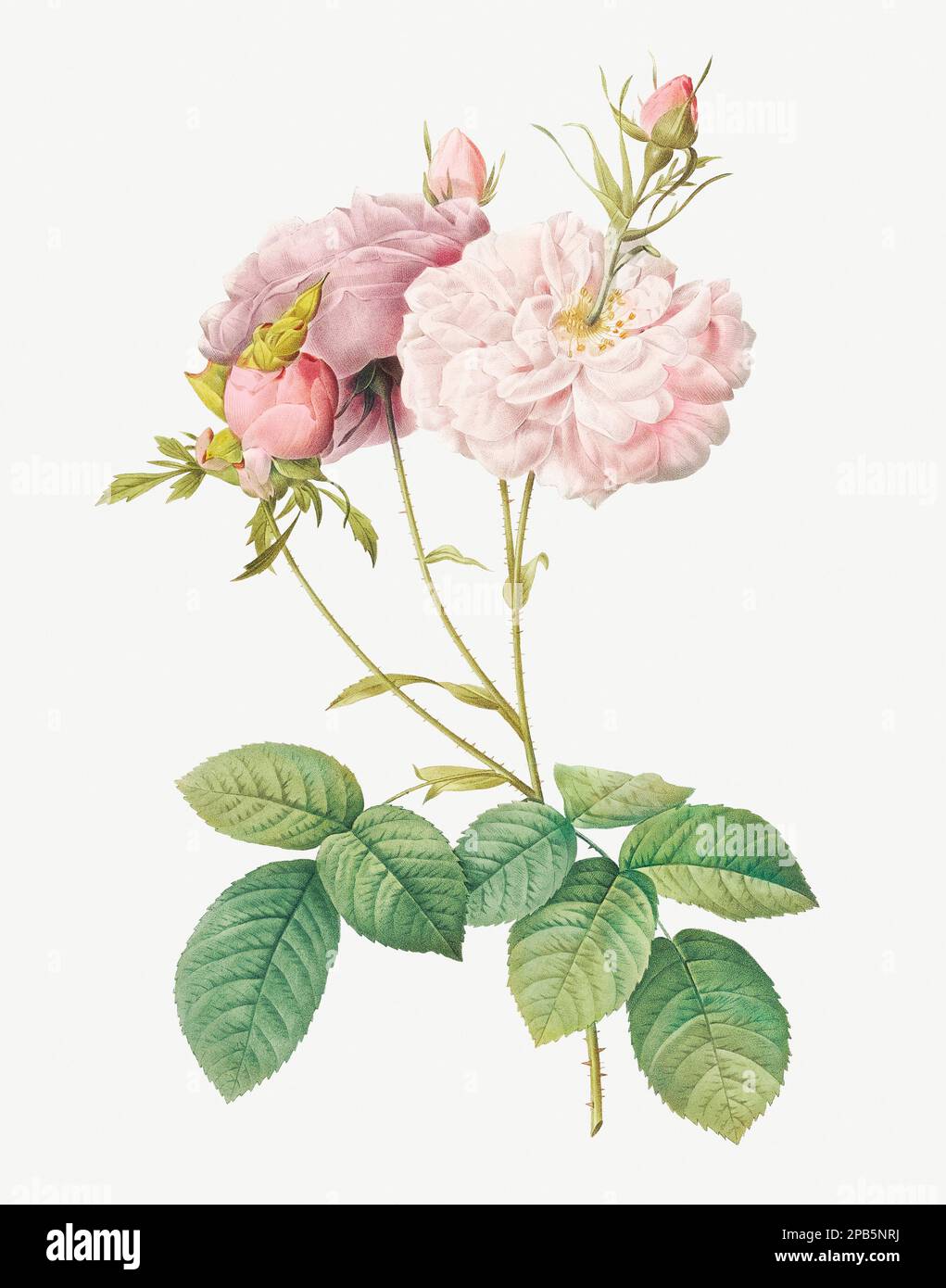 Rosa Damascena. Rose flower illustration. Antique Botanical art by ...