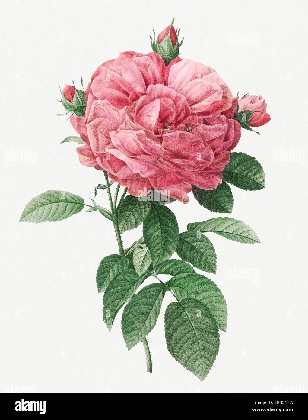 Rosa Gallica flore giganteo. Rose flower illustration. Antique ...