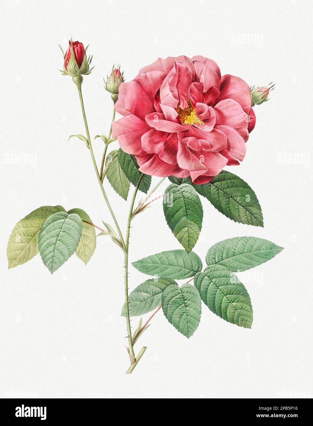 Rosa Gallica Officinalis. Rose flower illustration. Antique Botanical ...
