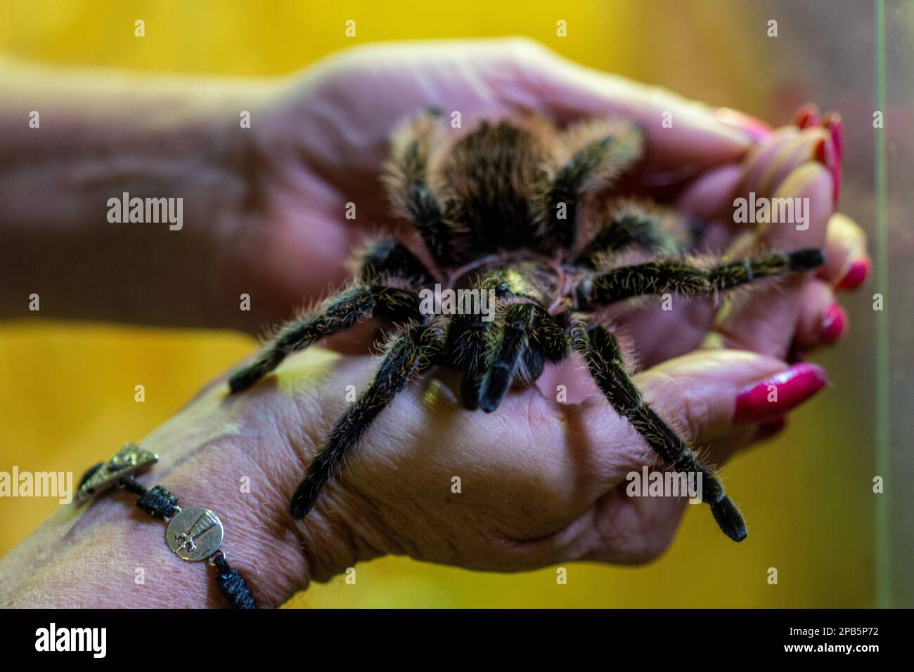 PRODUCTION - 09 March 2023, Hesse, Rodgau: A woman holds a South ...