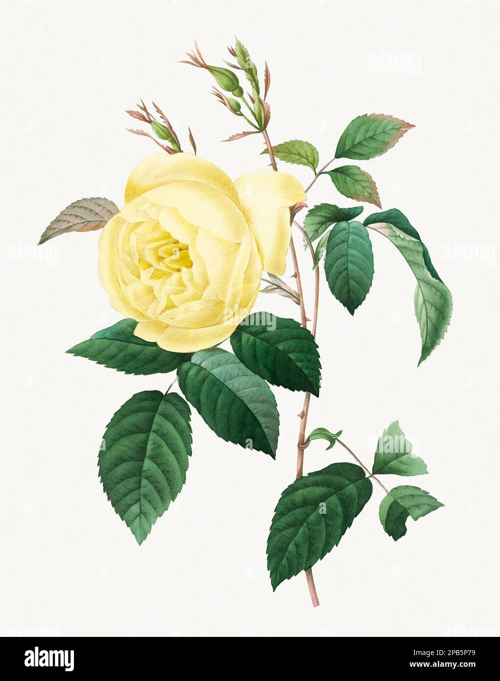 Rosa Indica. Rose flower illustration. Antique Botanical art by Pierre ...