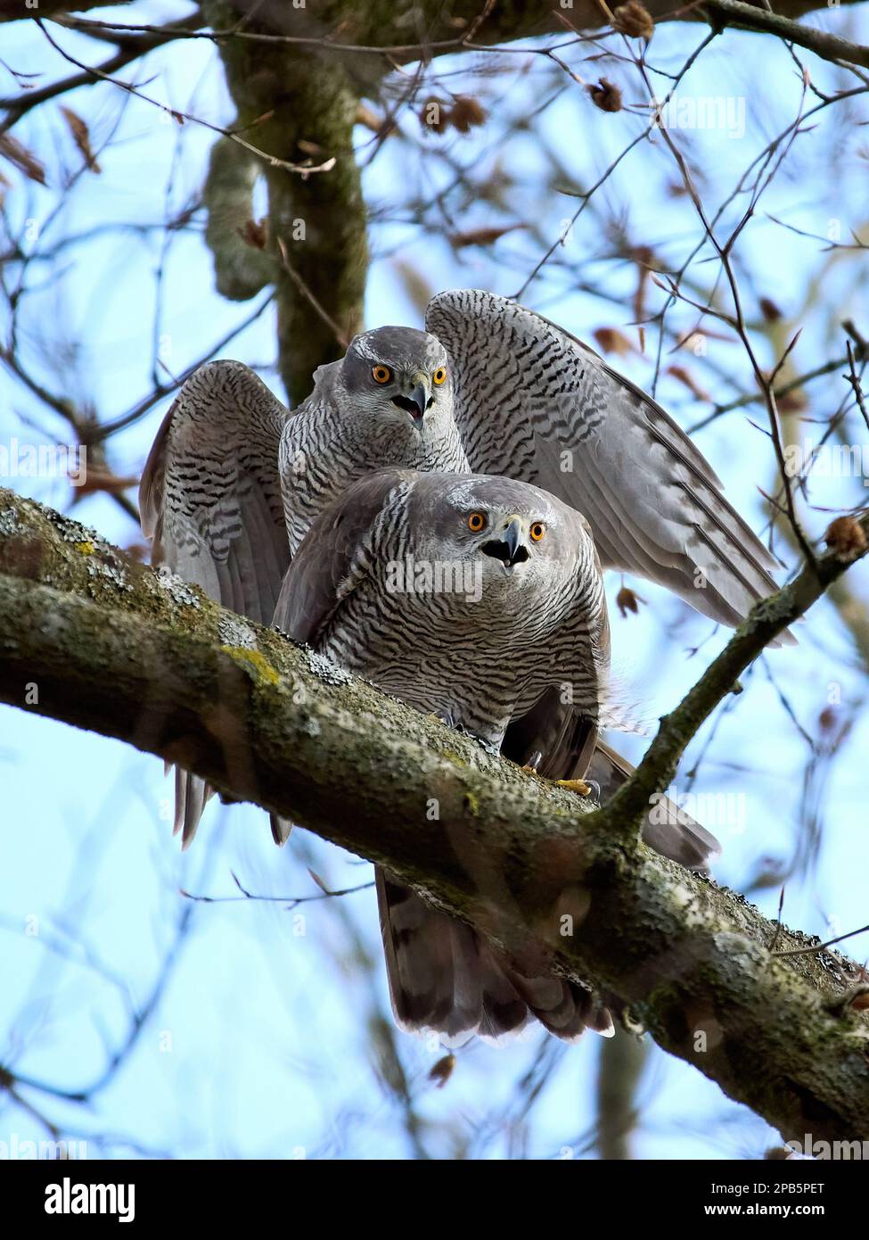 Northern goshawks mating in their natural environment Stock Photo - Alamy