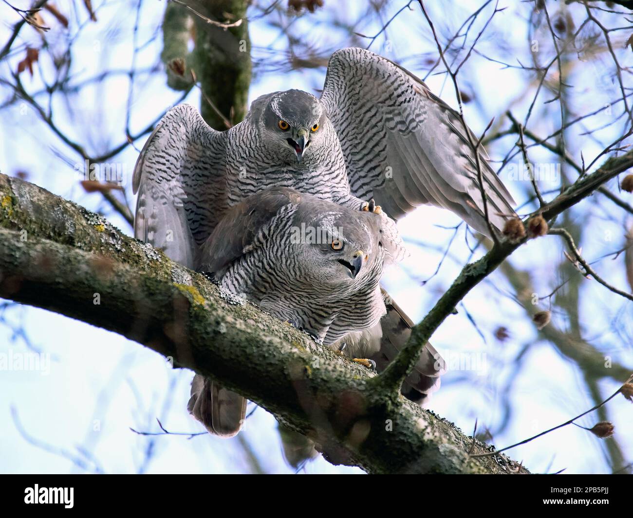 Northern goshawks mating in their natural environment Stock Photo - Alamy