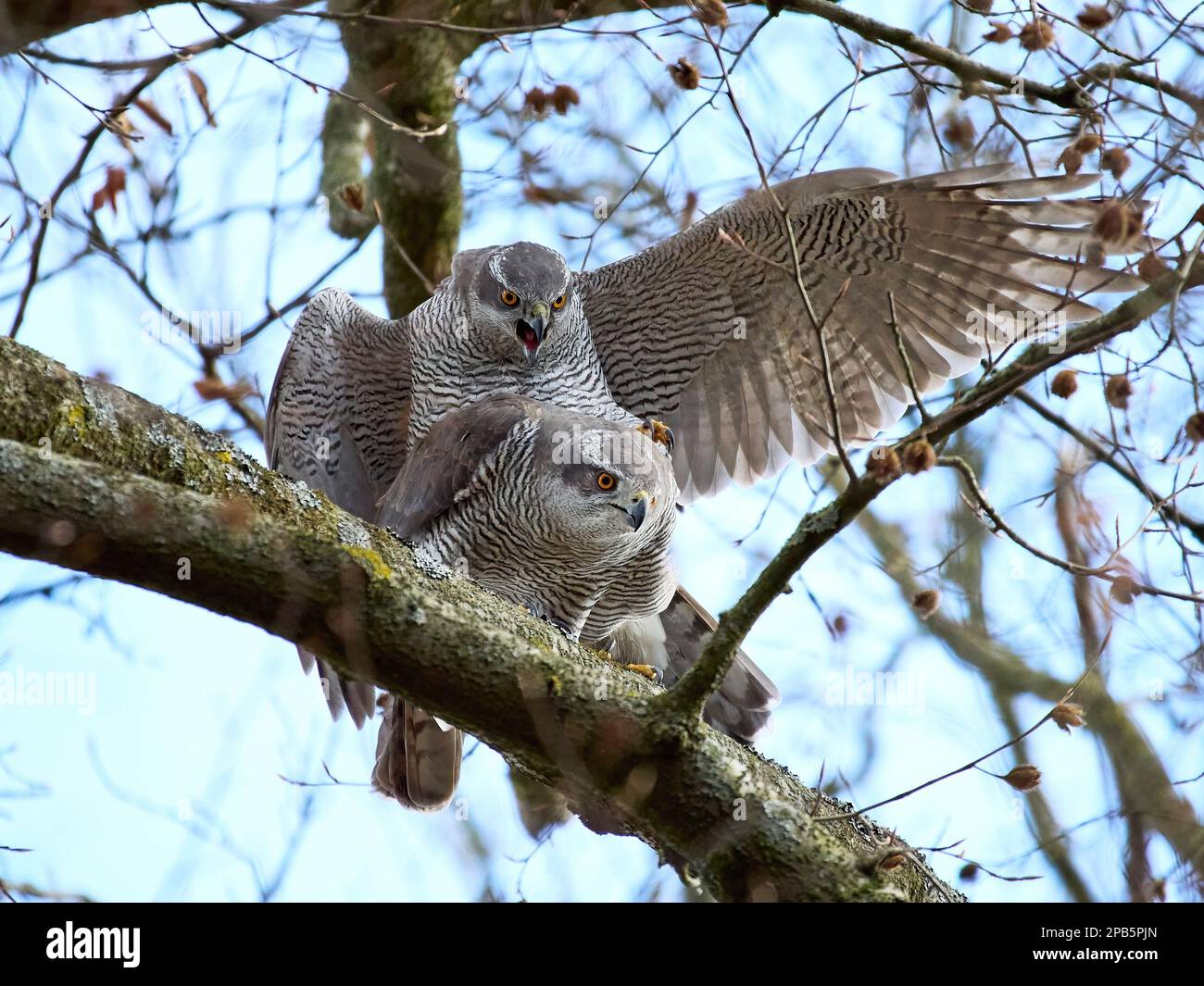 Northern goshawks mating in their natural environment Stock Photo - Alamy