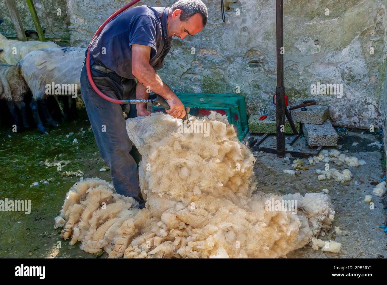 Sheering sheep hi-res stock photography and images - Alamy