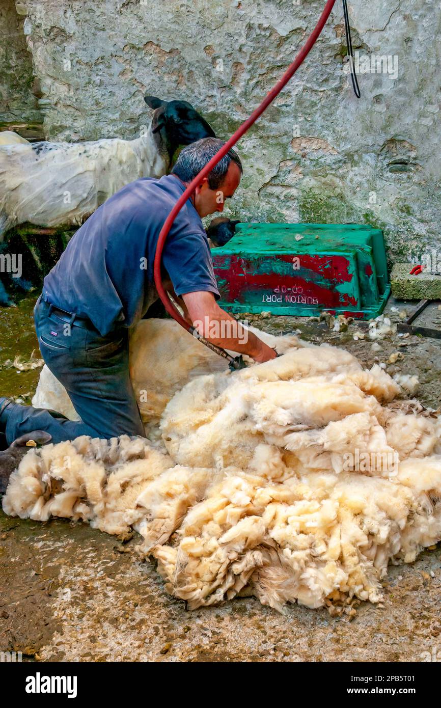 Sheering Sheep In Donegal Stock Photo - Alamy