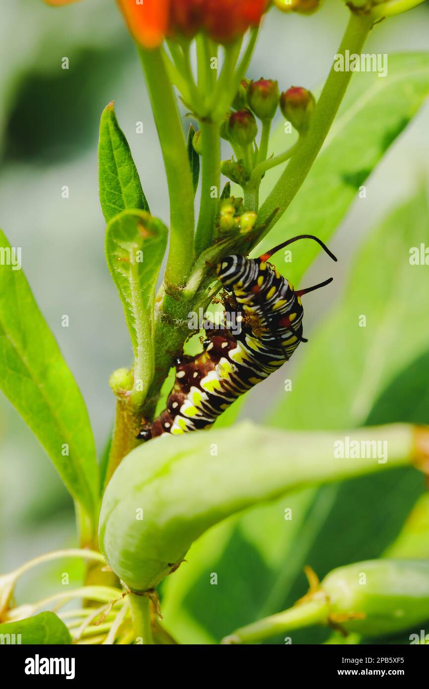 Caterpillar on a tree. Caterpillar on a flower. Caterpillar on a leaf ...