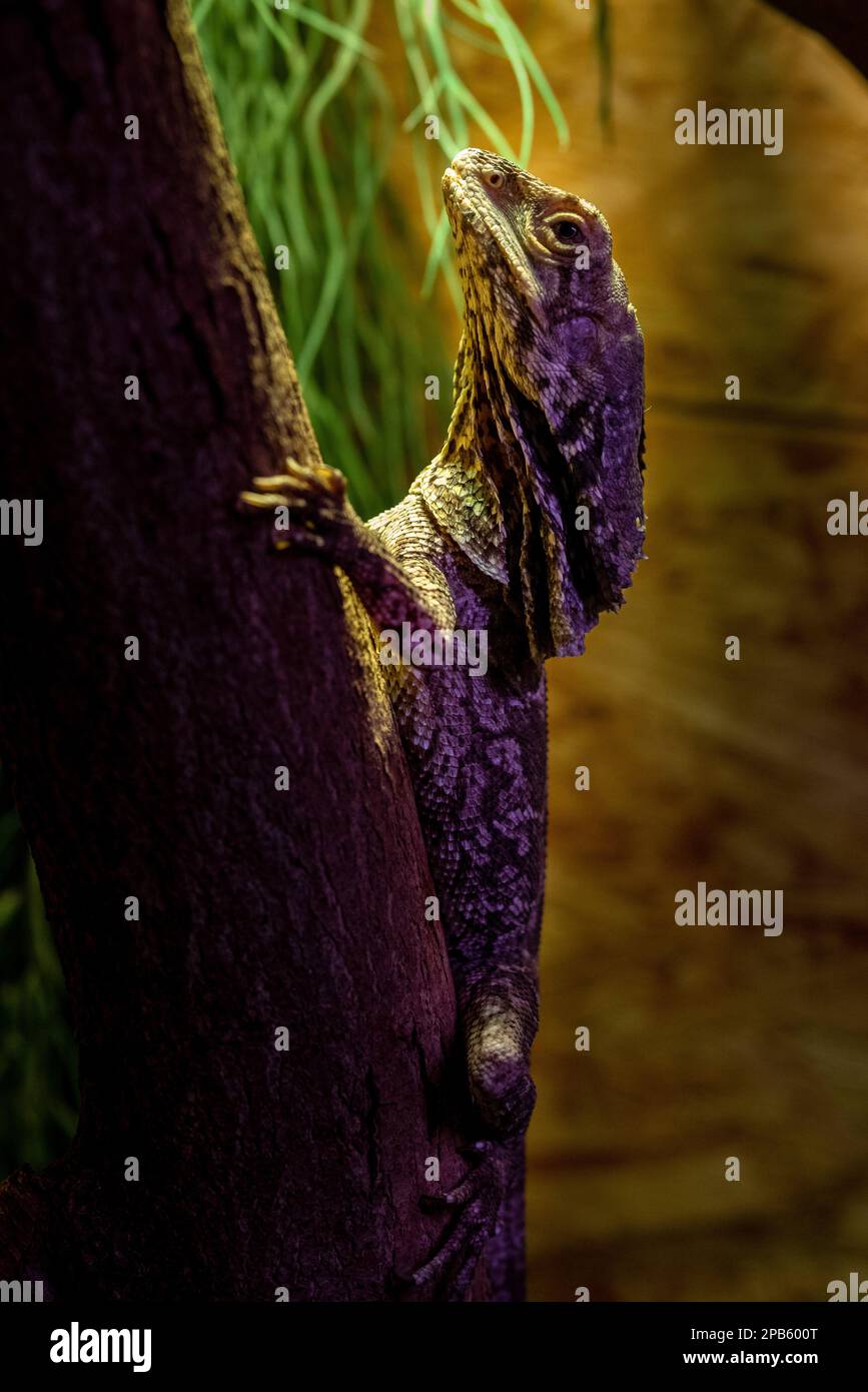 PRODUCTION - 09 March 2023, Hesse, Rodgau: An Australian ruffed lizard ...