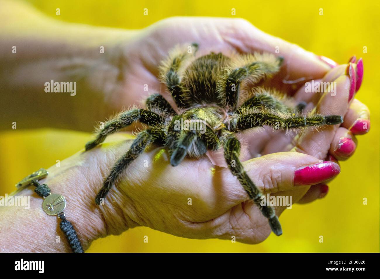 PRODUCTION - 09 March 2023, Hesse, Rodgau: A woman holds a South ...