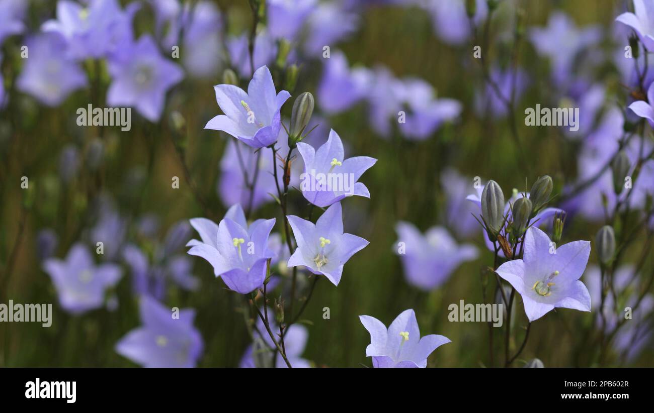 Beautiful Blue Harebell flowers growing on Suffolk Beach Stock Photo ...
