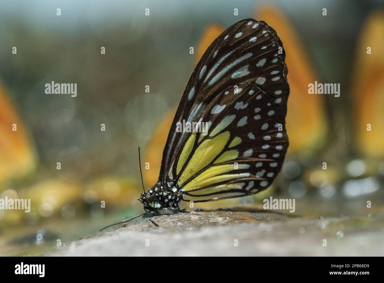 Butterfly Carcass, Butterfly Staff, Insect Carcass in Showcase Stock ...