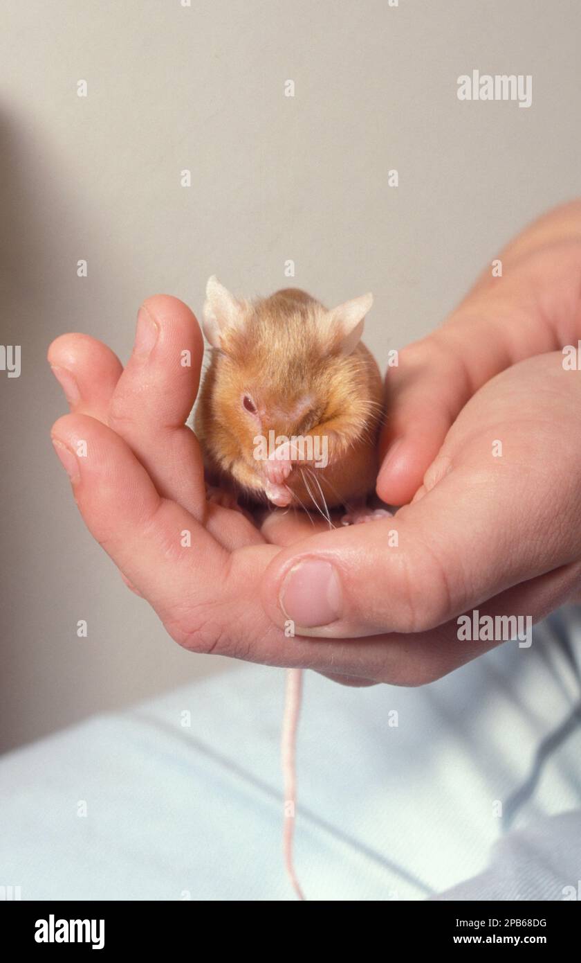 pet mouse cupped in child's hand rubbing its snout Stock Photo - Alamy