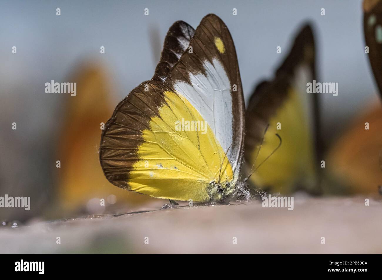 Butterfly Carcass, Butterfly Staff, Insect Carcass in Showcase Stock ...
