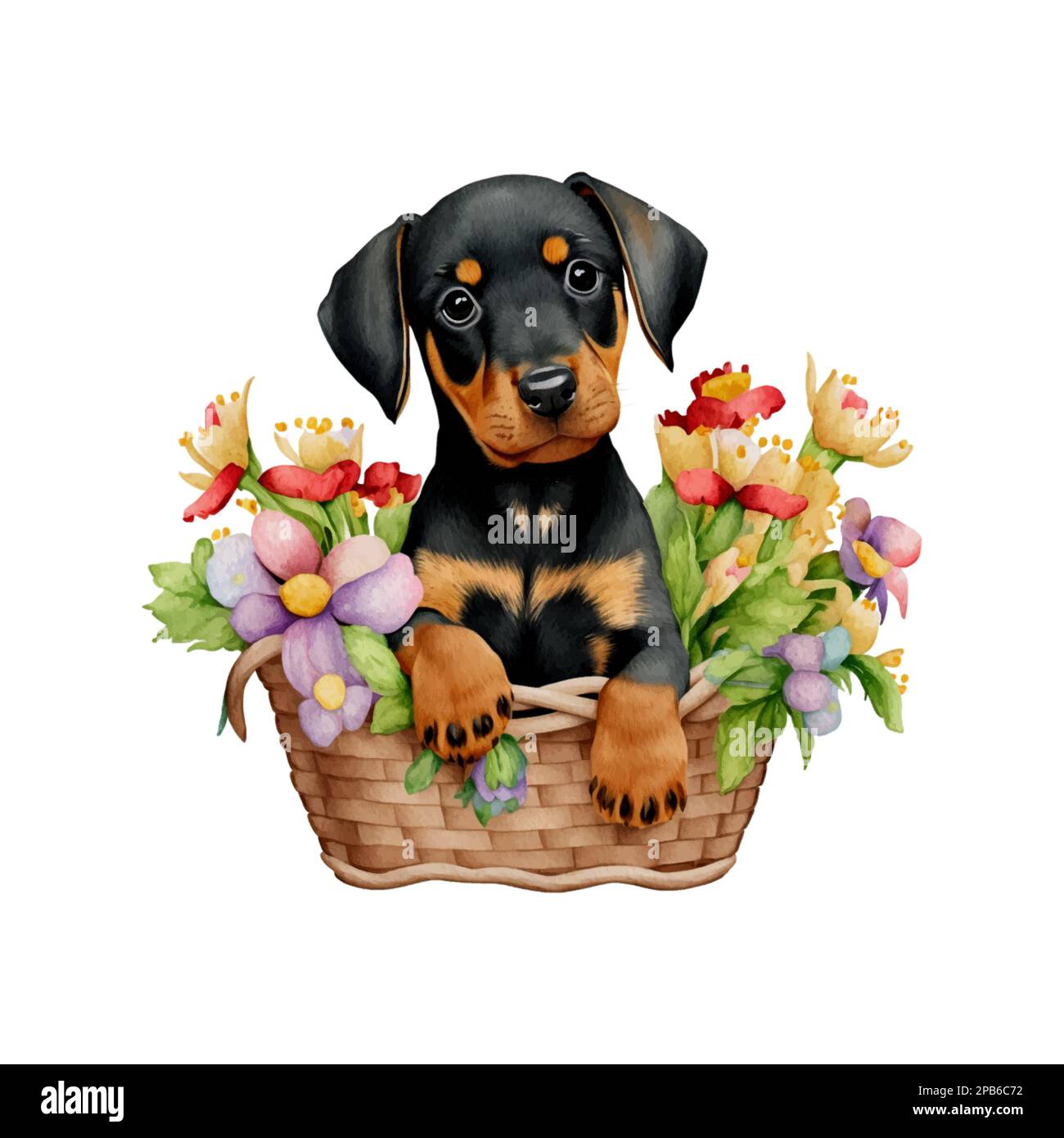 Cute Puppy Doberman
