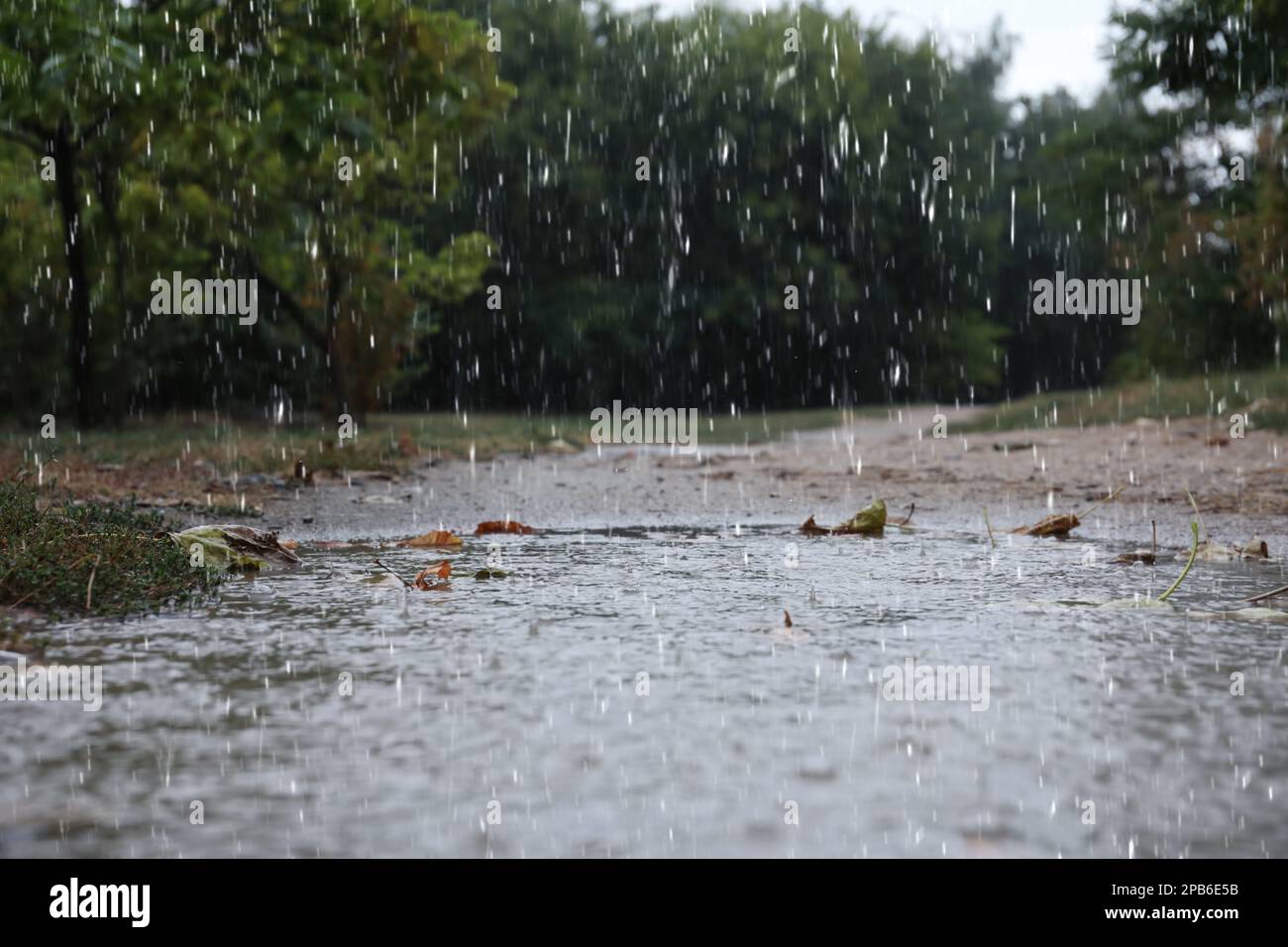 View of puddle on ground during rain in park Stock Photo - Alamy