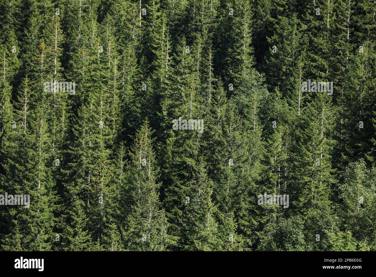 Beautiful view of coniferous forest as background Stock Photo - Alamy