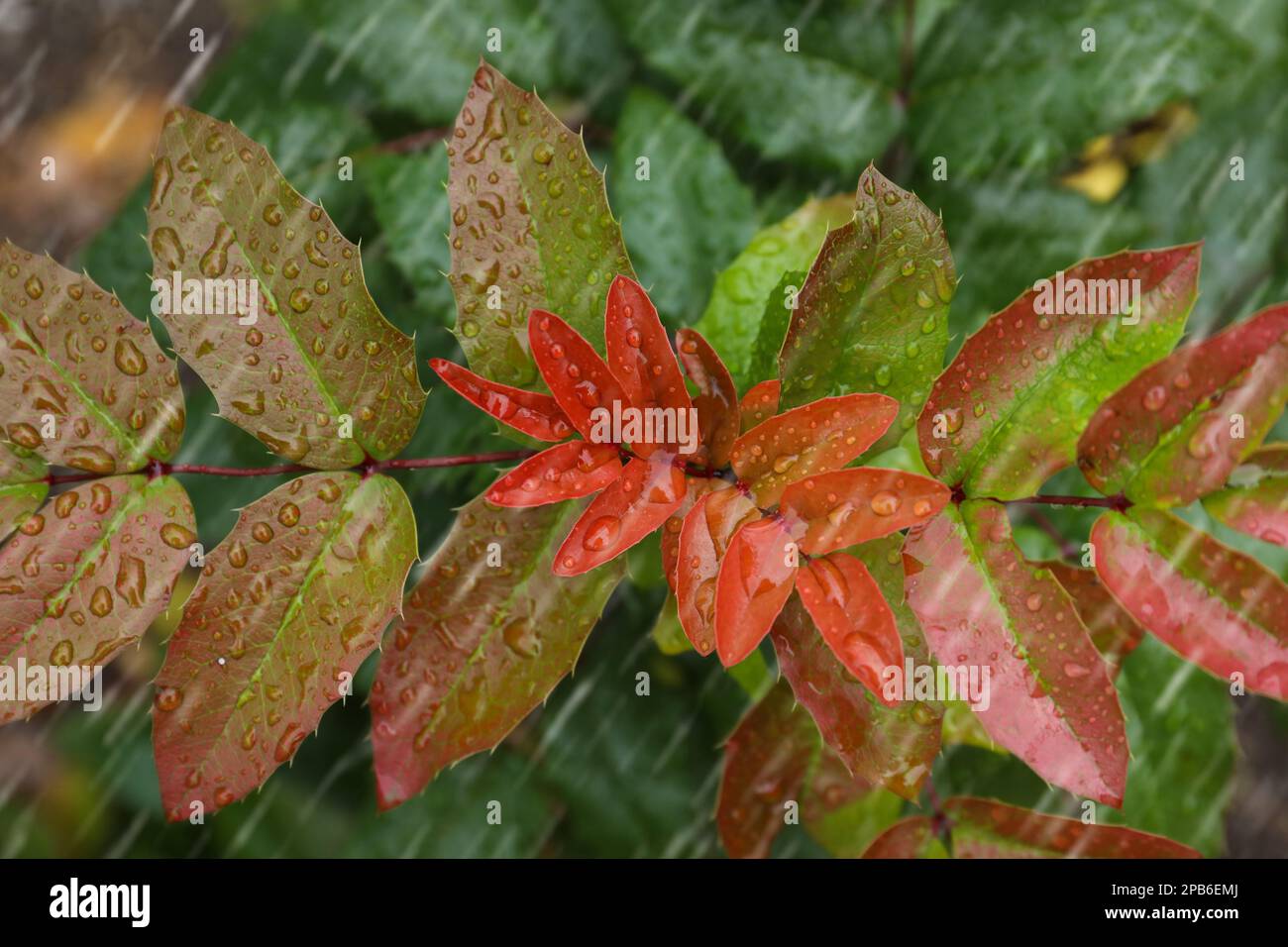 Autumn leaves during rain storm hi-res stock photography and images - Alamy