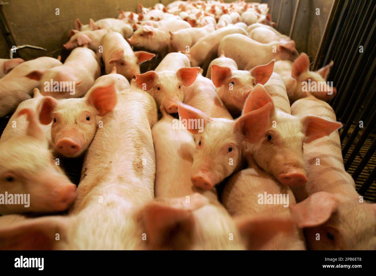 ** ADVANCE FOR MONDAY SEPT. 3 ** Hogs are shown in a pen at a 4,800 ...