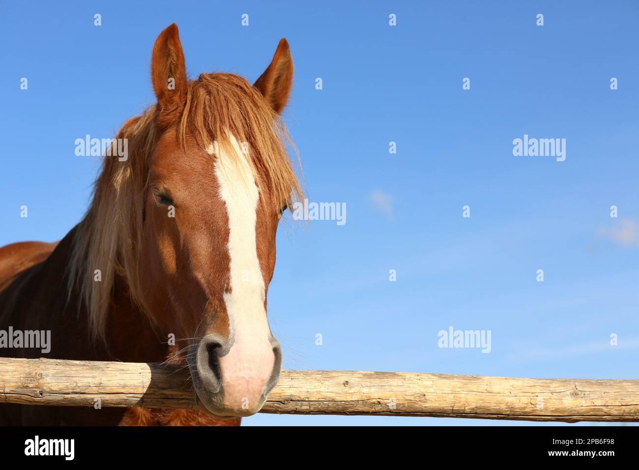 Horse near wooden paddock against blue sky. Beautiful pet Stock Photo ...