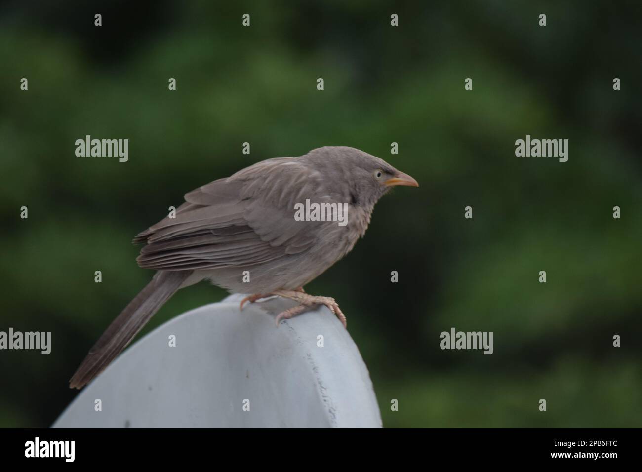 Bird flying cage hi-res stock photography and images - Alamy