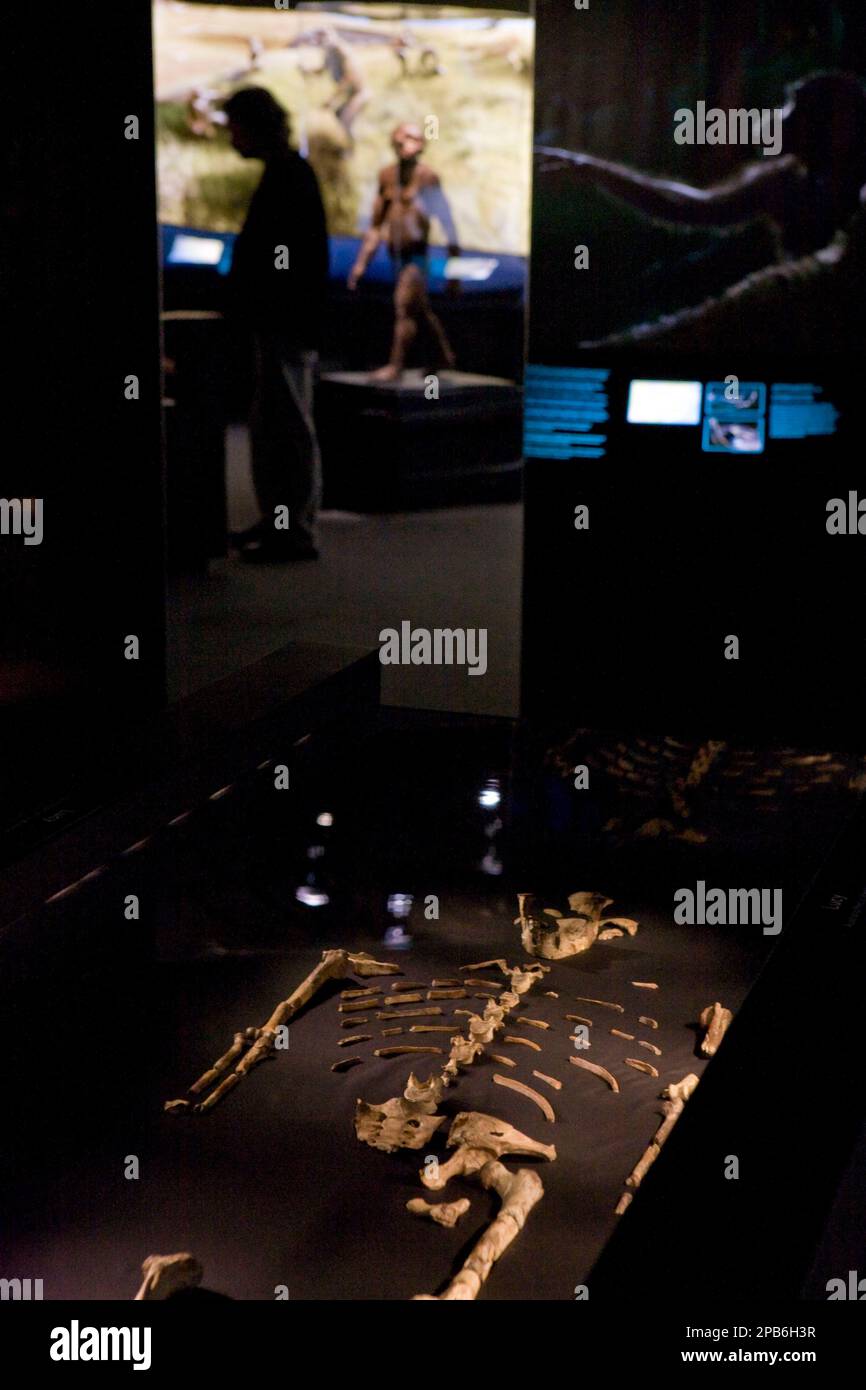 The 3.2 million year old Australopithecus afarensis skeleton called ...
