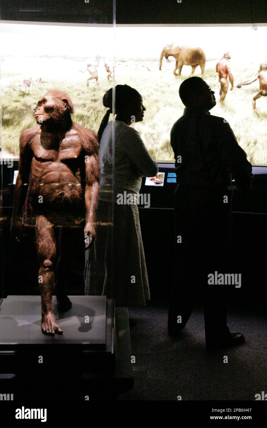 An artist's life-sized model of Lucy based on the 3.2 million year old ...