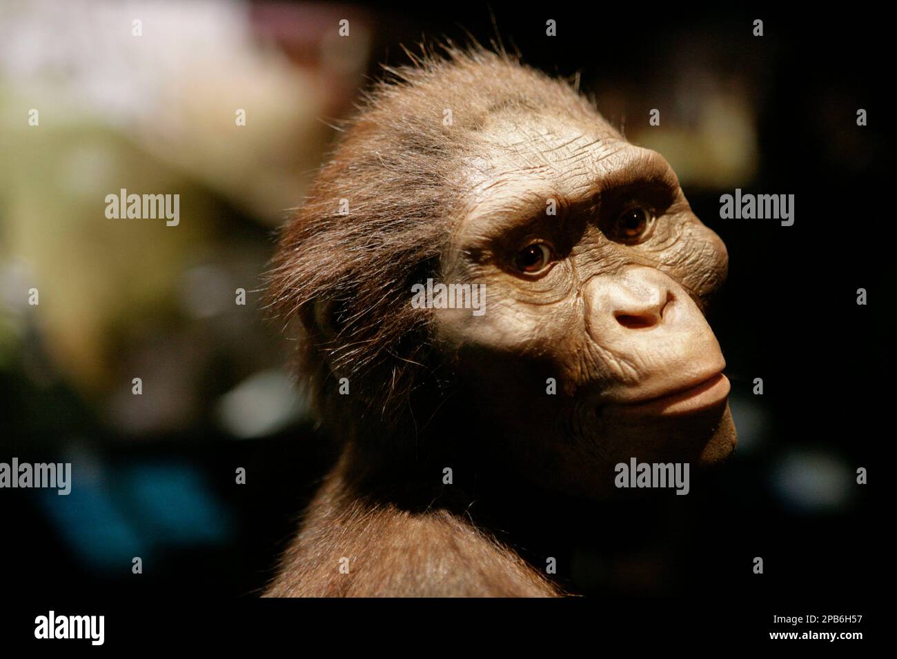An artist's life-sized model of Lucy, based on the 3.2 million year old ...