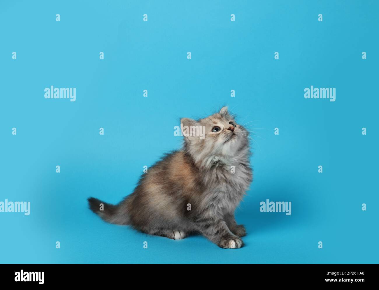 Cute kitten on light blue background. Space for text Stock Photo - Alamy