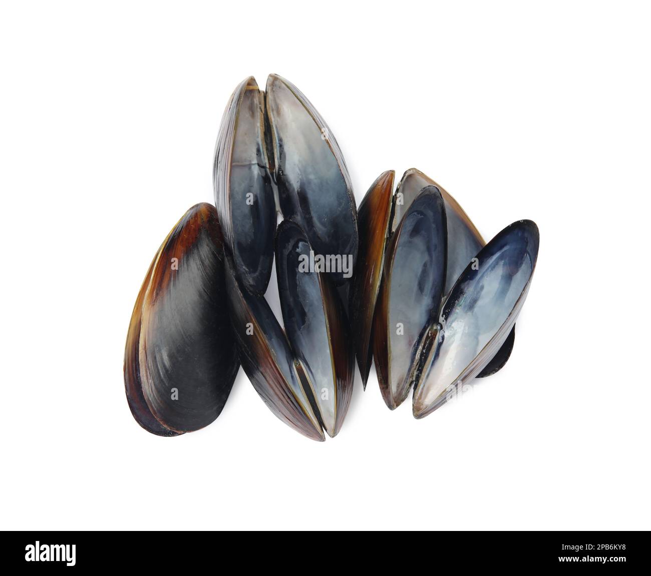 Open empty mussel shells on white background, top view Stock Photo - Alamy