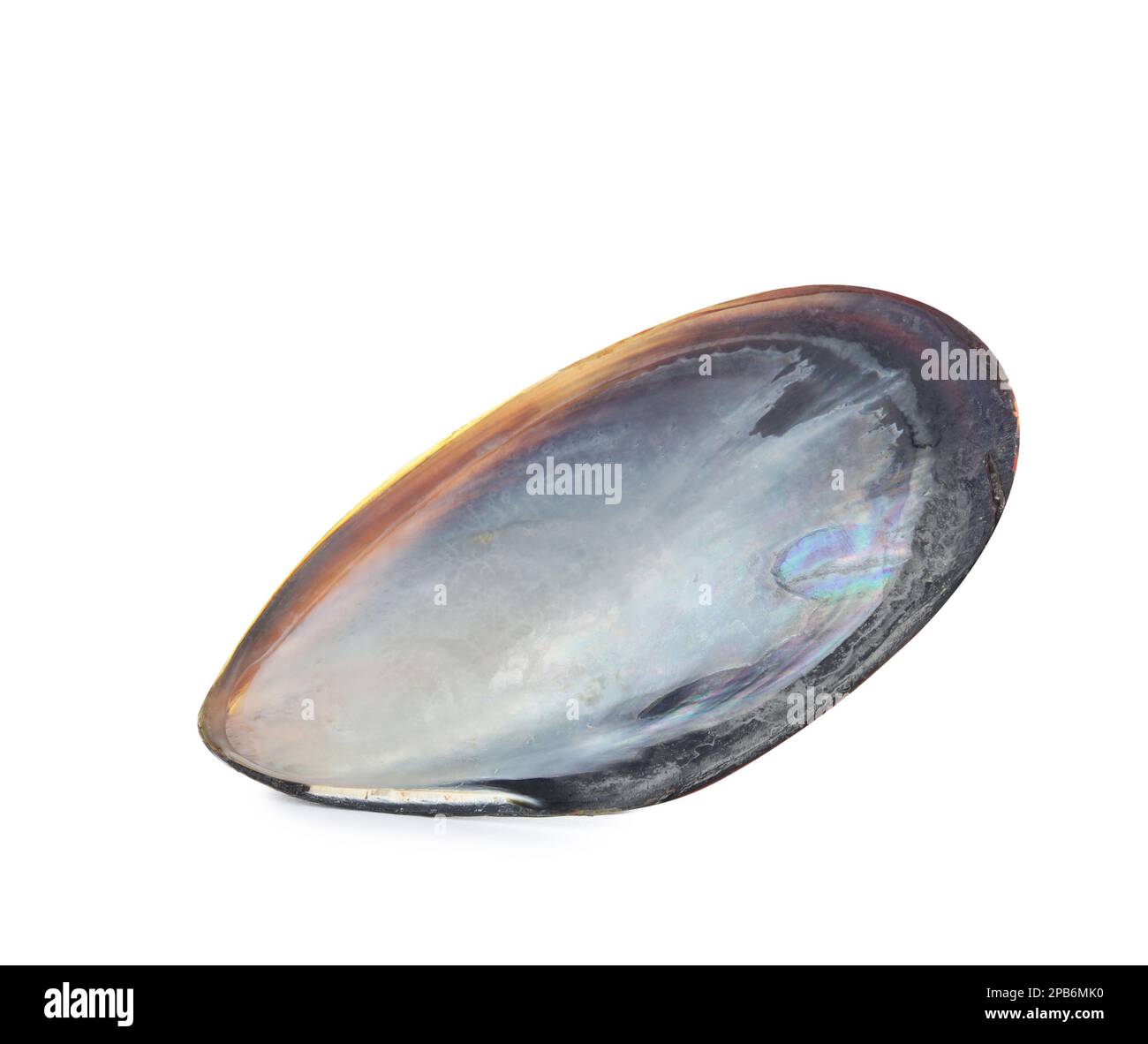 Half mussel hi-res stock photography and images - Alamy