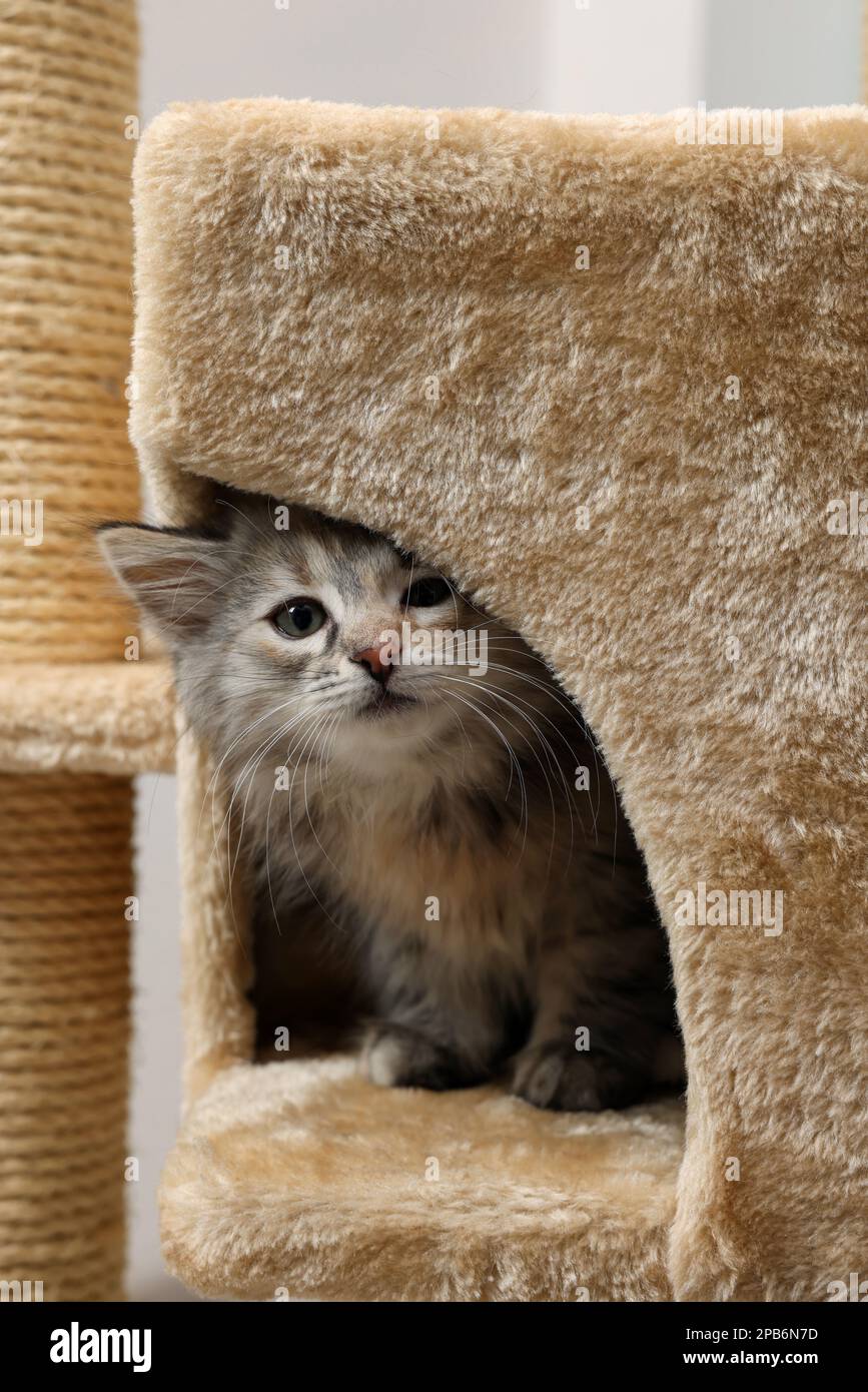 Cute fluffy kitten exploring cat tree against light background Stock ...