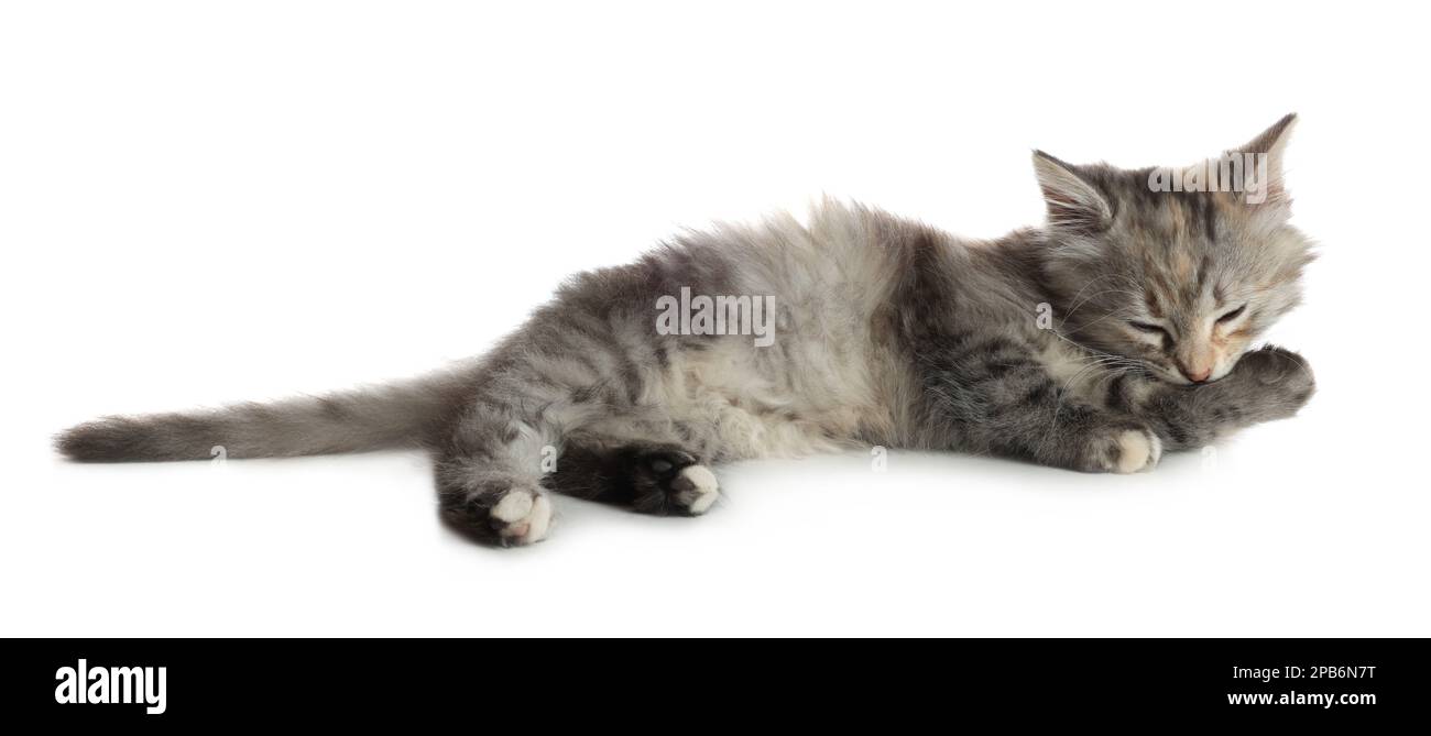 Cute fluffy kitten on white background. Baby animal Stock Photo - Alamy