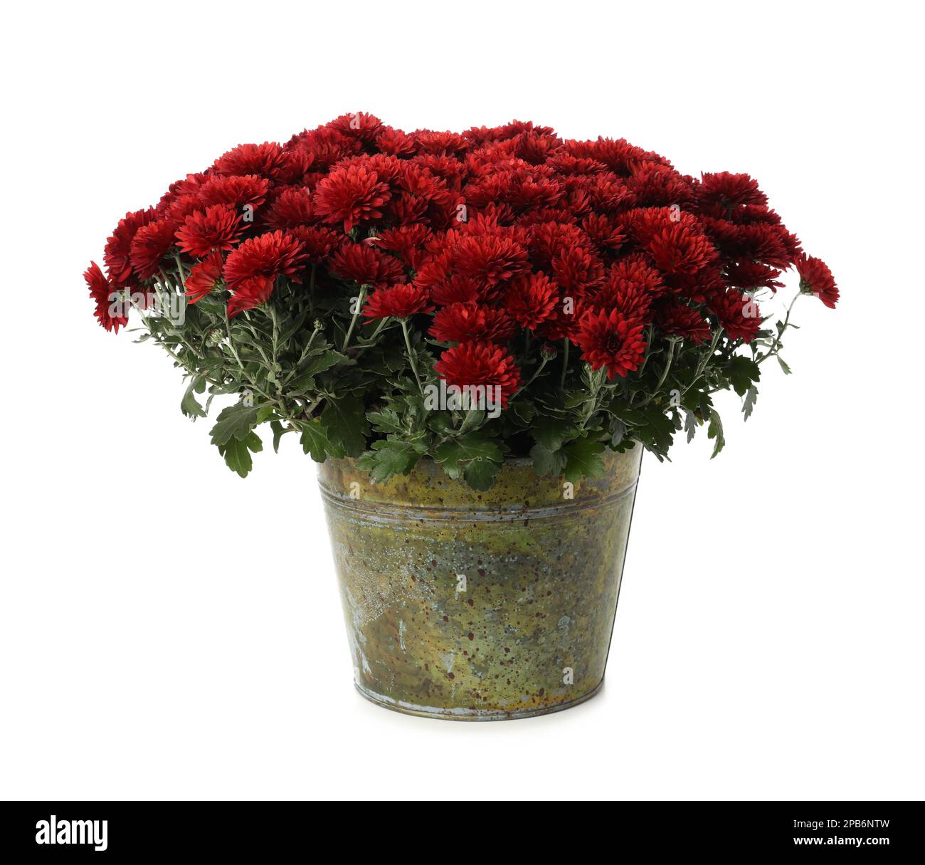 Beautiful red chrysanthemum flowers in pot on white background Stock ...