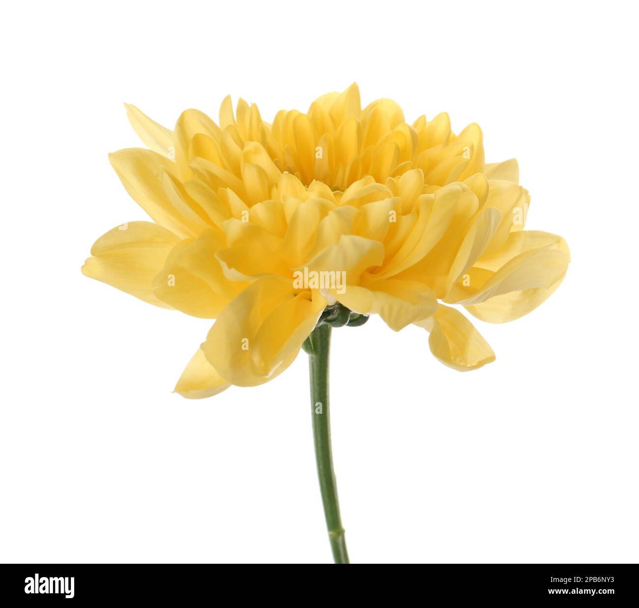 Single Yellow Flower White Background