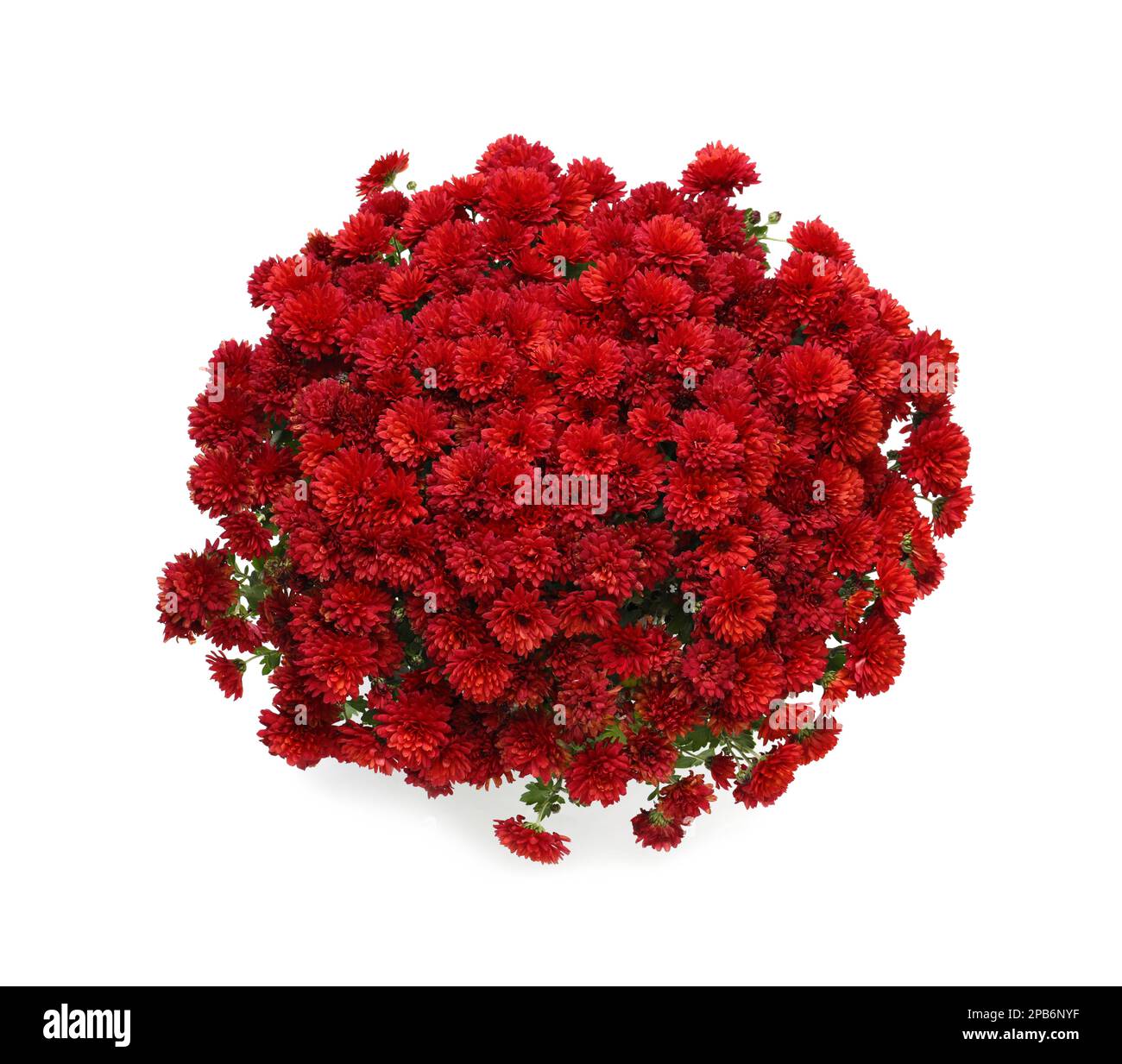 Bright red chrysanthemum flowers Cut Out Stock Images & Pictures - Alamy
