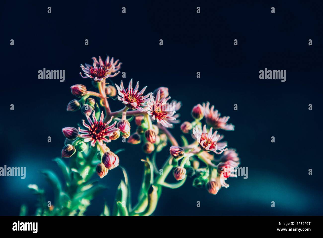 sempervivum tectorum, commonly known as Common Houseleek in a flower ...