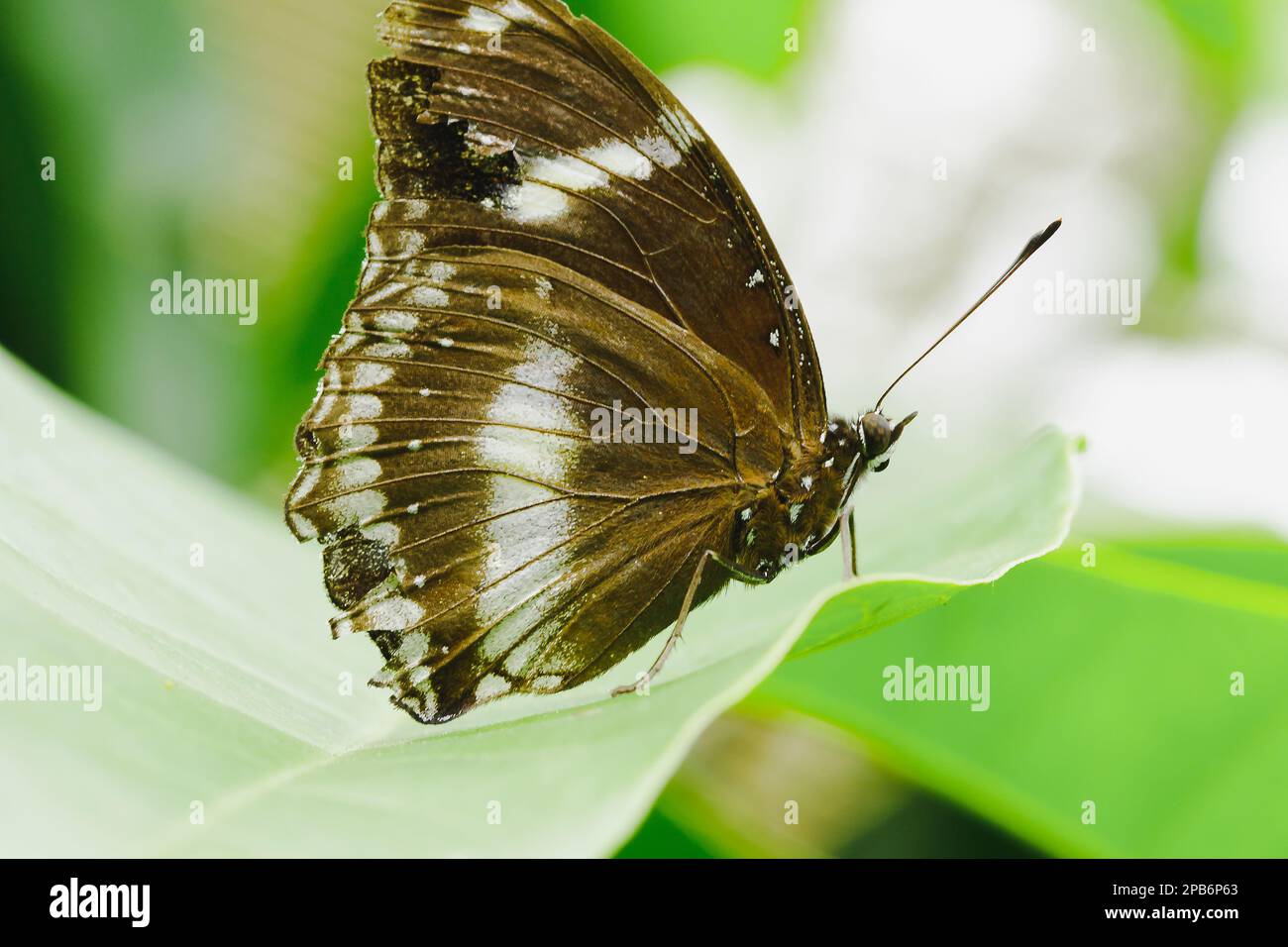 The Great Egg-fly on the Leaf, Hypolimnas bolina jacintha, NYMPHALIDAE (wingspan) Size 50 - 85 ...