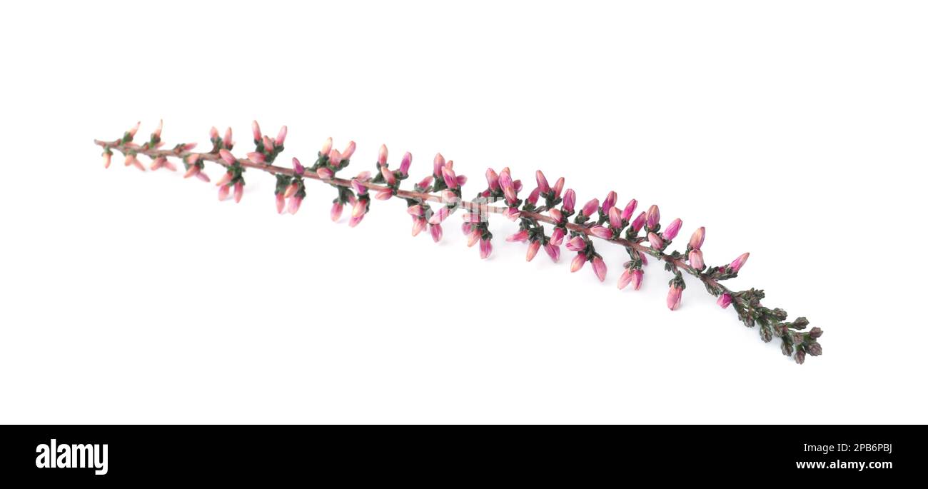 Heather sprig Cut Out Stock Images & Pictures - Alamy