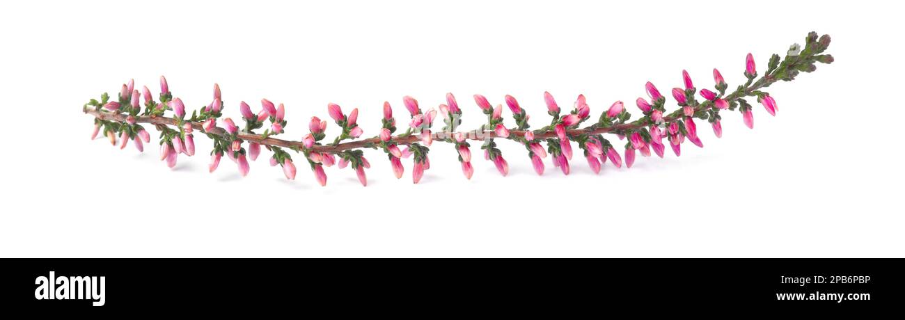 Sprig of heather with beautiful flowers isolated on white Stock Photo ...