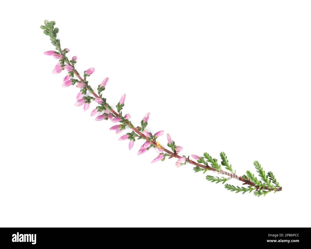 Sprig of heather with beautiful flowers isolated on white Stock Photo ...