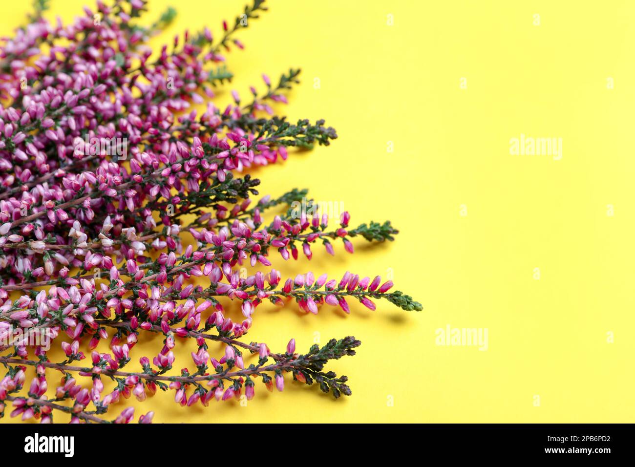 Heather branches with beautiful flowers on yellow background, closeup ...